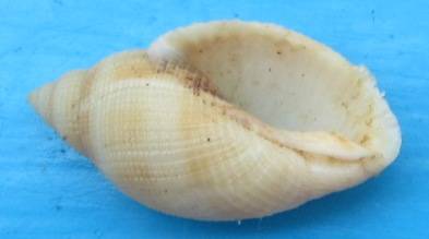 shellauction.net :: Nassarius plicatellus - 2990705