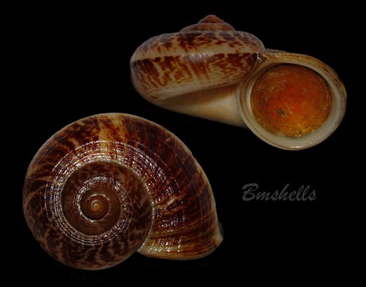 shellauction.net :: Cyclophorus volvulus - 2991471