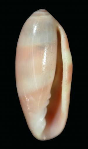 shellauction.net :: Volvarina taeniata - 2993477