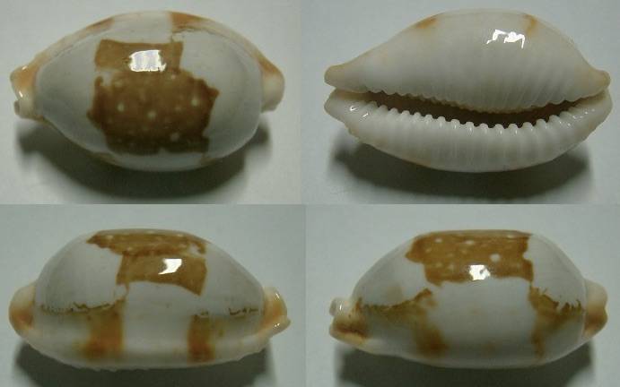 shellauction.net :: Cypraea stolida crossei - 2997117