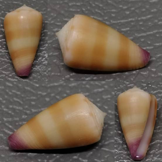 shellauction.net :: Conus tessulatus f. olango - 2997670