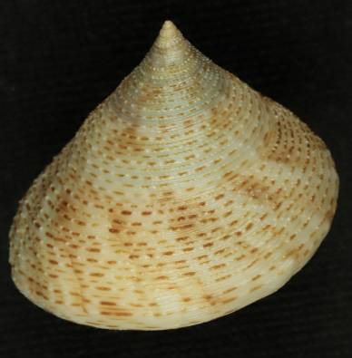 shellauction.net :: Calliostoma (Maurea) waikanae - 2997828