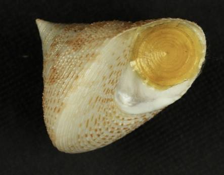 shellauction.net :: Calliostoma (Maurea) waikanae - 2997851