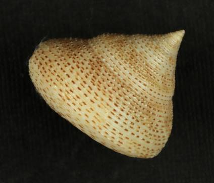 shellauction.net :: Calliostoma (Maurea) waikanae - 2997857