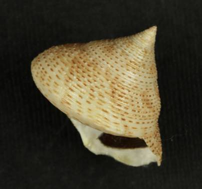 shellauction.net :: Calliostoma (Maurea) waikanae - 2997857