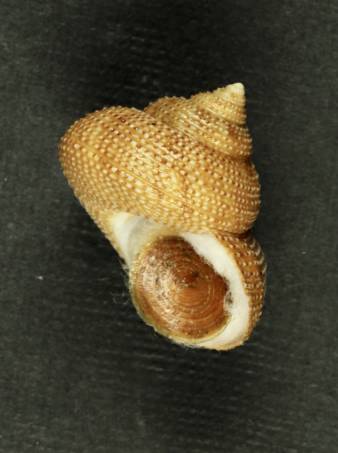shellauction.net :: Calliostoma (Maurea) punctulata stewartiana - 2998483