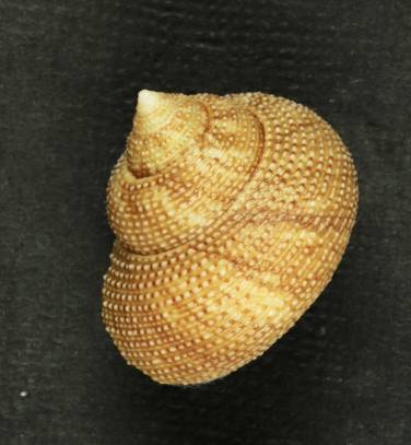 shellauction.net :: Calliostoma (Maurea) punctulata stewartiana - 2998485