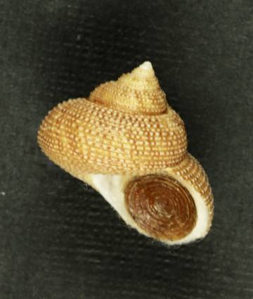 shellauction.net :: Calliostoma (Maurea) punctulata stewartiana - 2998485