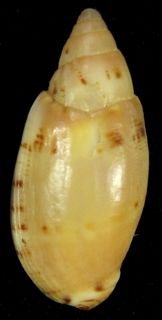 shellauction.net :: Lyria pauljohnsoni - 2999254