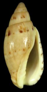 shellauction.net :: Lyria pauljohnsoni - 2999254