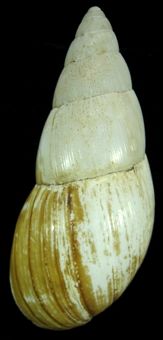 shellauction.net :: Clavator grandidieri - 3003151