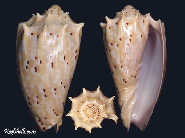 shellauction.net :: Cymbiola cymbiola - 3005126