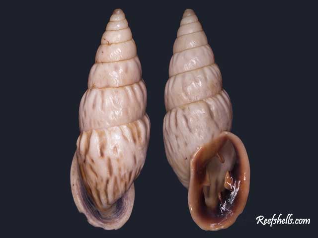 shellauction.net :: Odontostomus exesus - 3005170