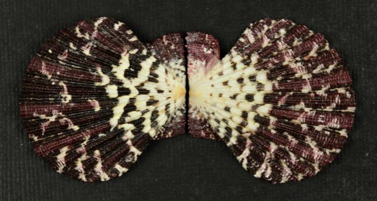 shellauction.net :: Gloripallium pallium - 3005217