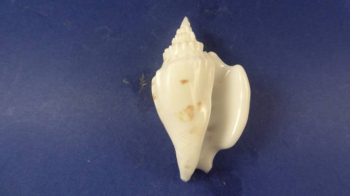 shellauction.net :: Strombus variabilis athenius - 3005669