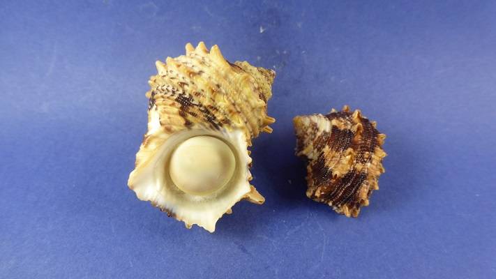 shellauction.net :: Turbo radiatus - 3005716