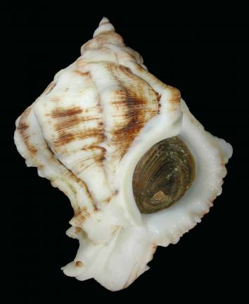 shellauction.net :: Hexaplex kuesterianus - 3009099