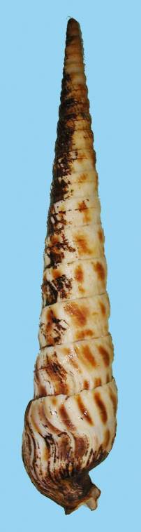 shellauction.net :: Terebra taurina - 3010528