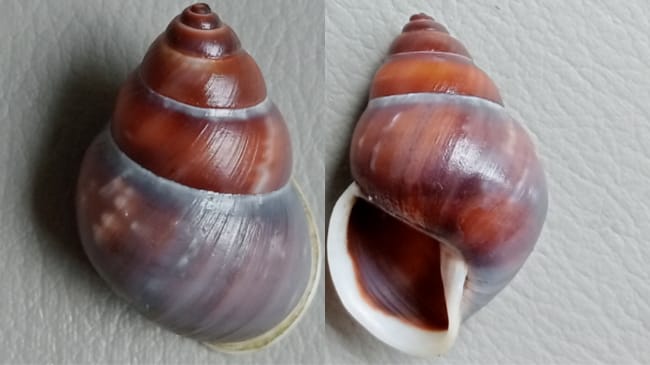 shellauction.net :: Amphidromus webbi simalurensis - 3020845