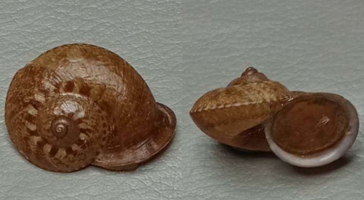 shellauction.net :: Cyclophorus perdix tuba - 3021985