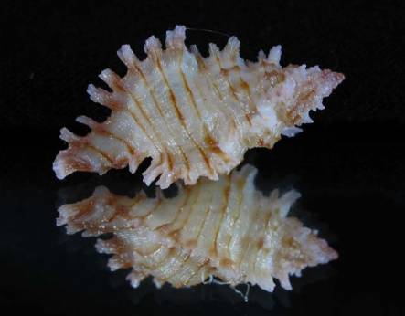 shellauction.net :: Chicoreus dodongi - 3022144