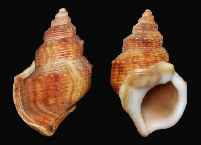 shellauction.net :: Struthiolaria papulosa - 3022942