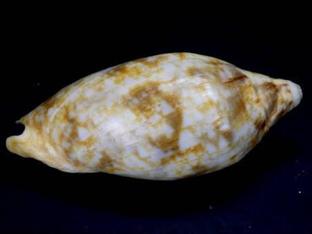 shellauction.net :: Cymbiola rutila - 3023277