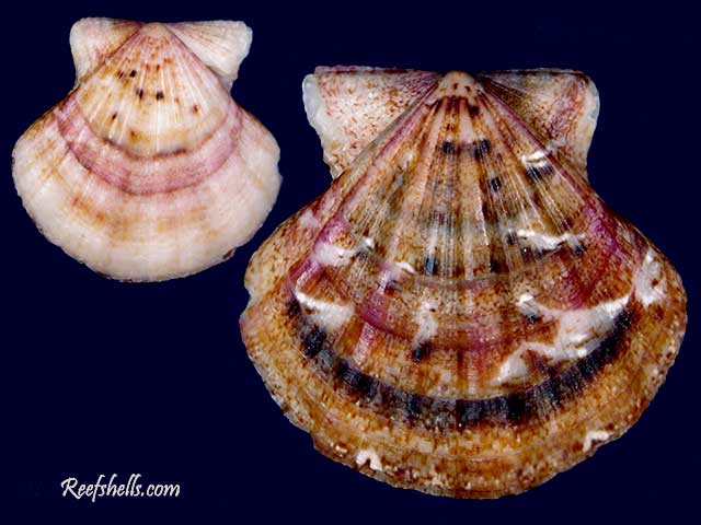 shellauction.net :: Flexopecten flexuosa - 3025219