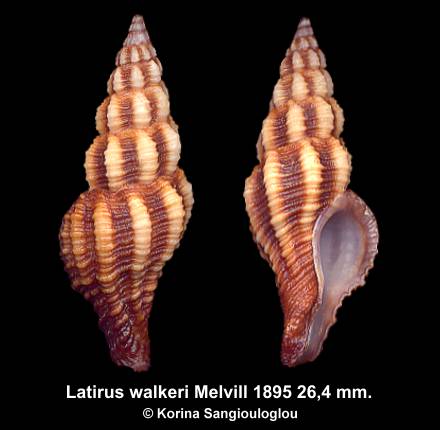 shellauction.net :: Latirus walkeri - 3027962