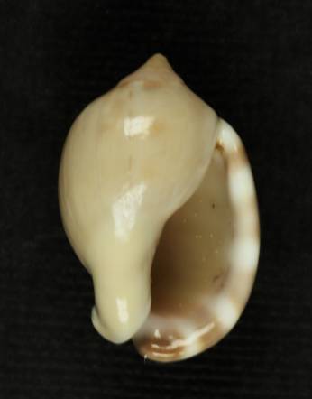 shellauction.net :: Semicassis labiata iredalei - 3028116