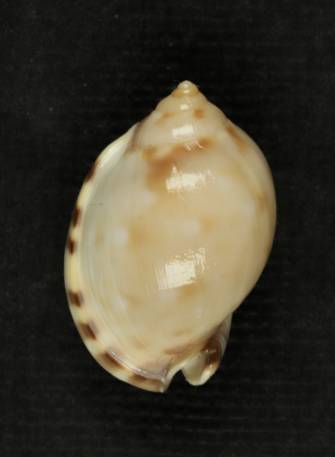 shellauction.net :: Semicassis labiata iredalei - 3028117