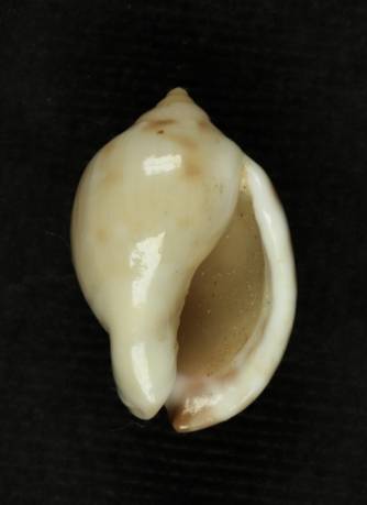 shellauction.net :: Semicassis labiata iredalei - 3028117