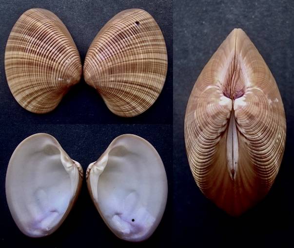 shellauction.net :: Callista erycina ssp. - 3032748