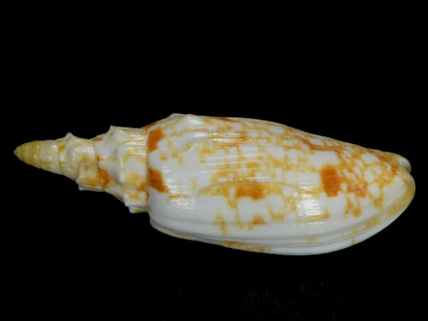 shellauction.net :: Cymbiola thatcheri - 3032946