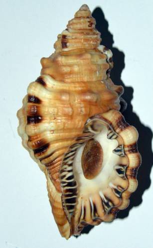 shellauction.net :: Cymatium parthenopeum - 3034809