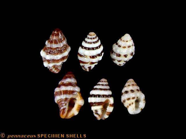 shellauction.net :: Engina sp. - 3035002