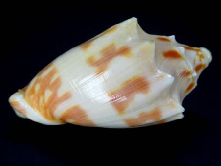 shellauction.net :: Cymbiola deshayesi - 3035128