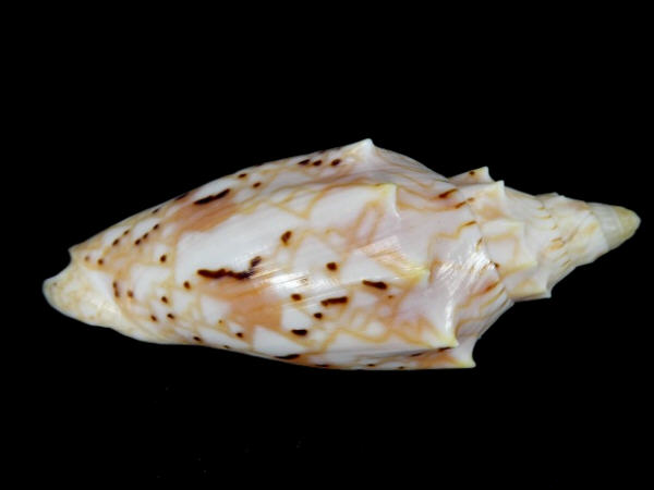 shellauction.net :: Cymbiolacca coucomorum - 3042065