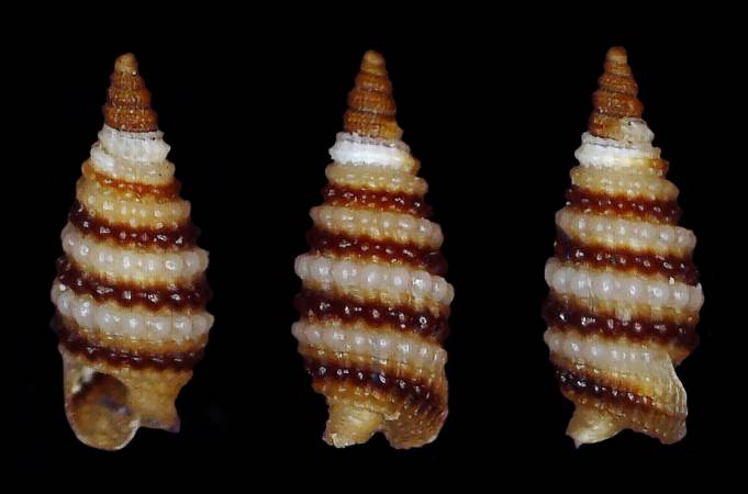 shellauction.net :: Mastonia cingulata - 3048588