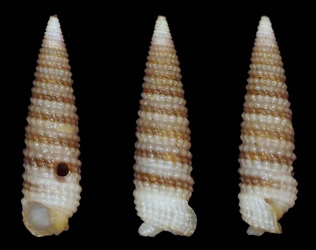 shellauction.net :: Mastonia algens - 3048596