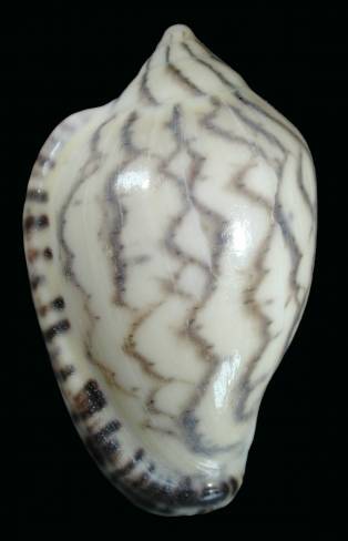 shellauction.net :: Marginella limbata - 3049468