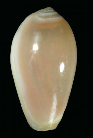 shellauction.net :: Prunum mariateresae - 3049612