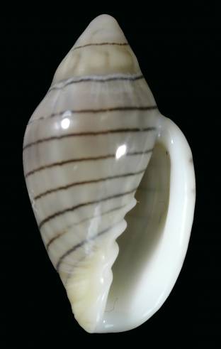 shellauction.net :: Marginella musica - 3050324