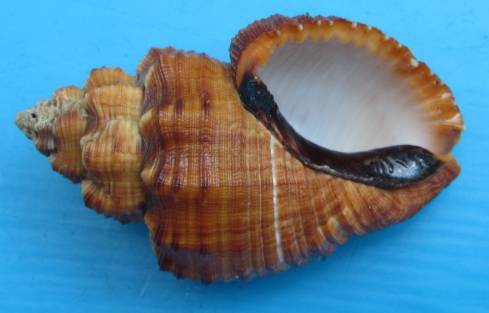 shellauction.net :: Cantharus tranquebaricus - 3051357