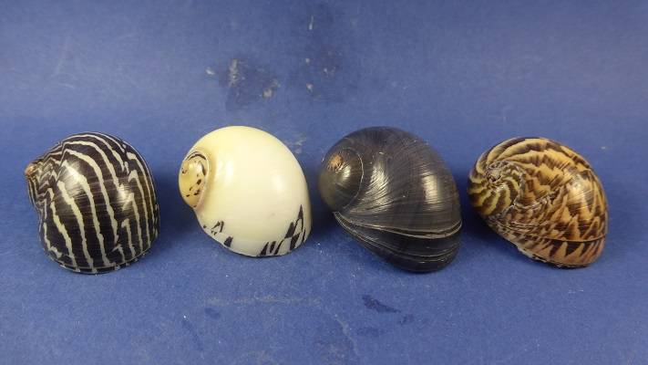 shellauction.net :: Neritodryas dubia - 3052222