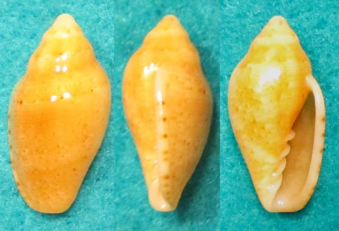 shellauction.net :: Marginella species - 3053333