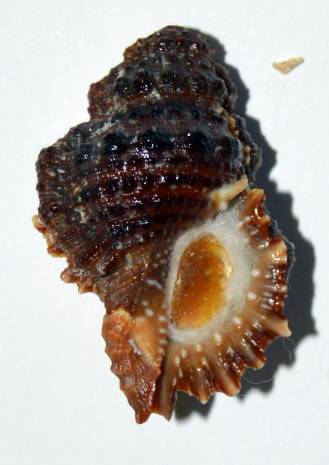 shellauction.net :: Bursa corrugata pustulosa - 3054971