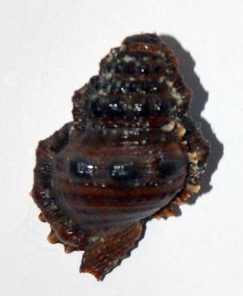 shellauction.net :: Bursa corrugata pustulosa - 3054971