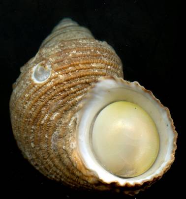 shellauction.net :: Turbo radiatus f. spinosa - 3055791