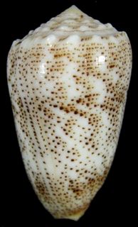 shellauction.net :: Conus arenatus f. bizona - 3057944
